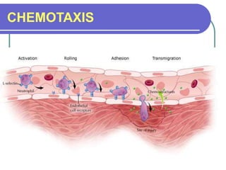 Immunochemistry | PPT