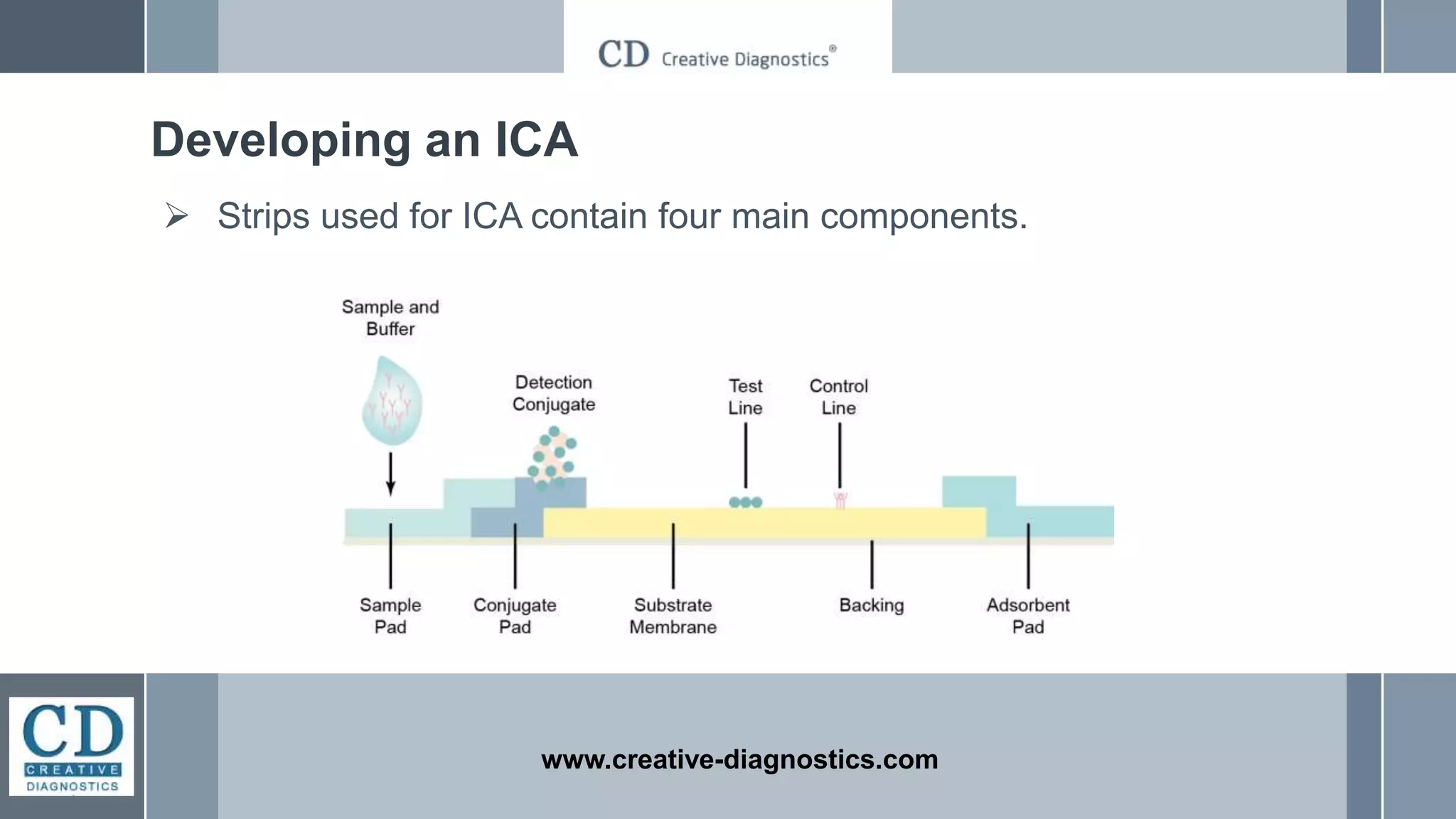 Immunochromatography guide | PPTX