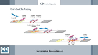 Immunochromatography guide | PPTX