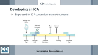 Immunochromatography guide | PPTX