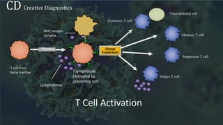 Immunocytes Creative Diagnostics Pptx