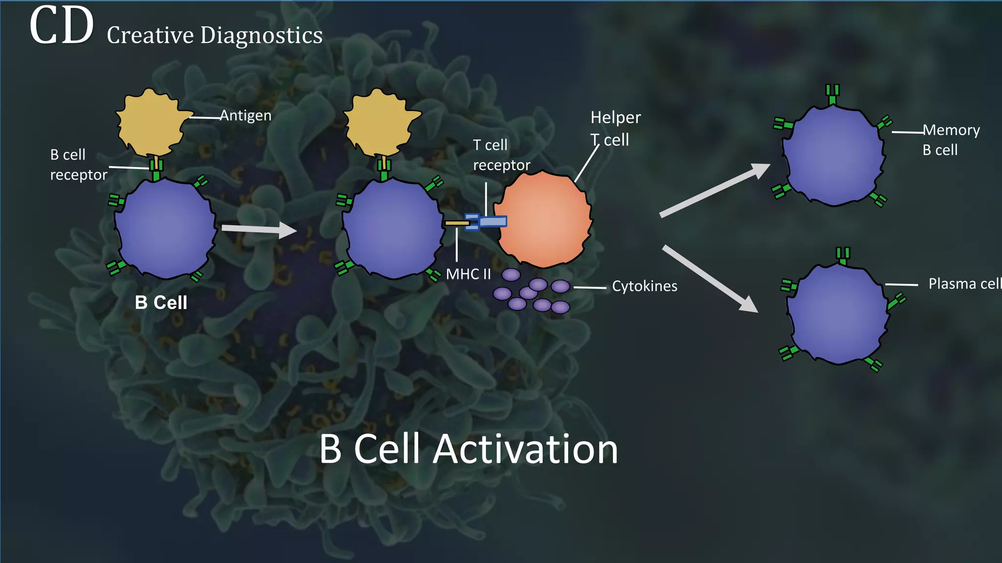 Immunocyte markers | PPT