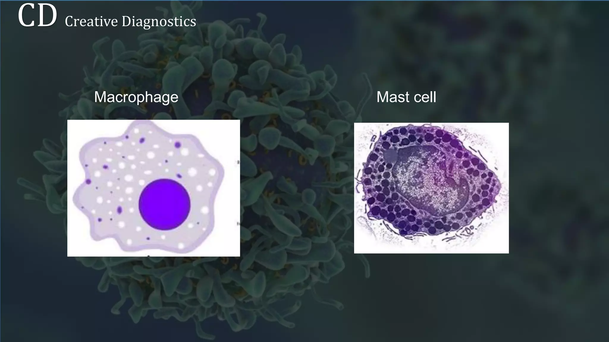 Immunocyte markers | PPT