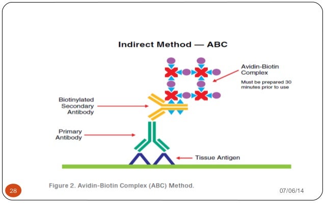 Immunocytochemical staining
