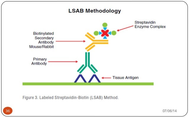 Immunocytochemical staining