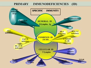 Immunodeficiencies | PPT