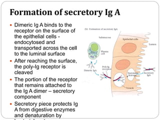Immunoglobulins, complement and immunodefeciency disorders | PPTX