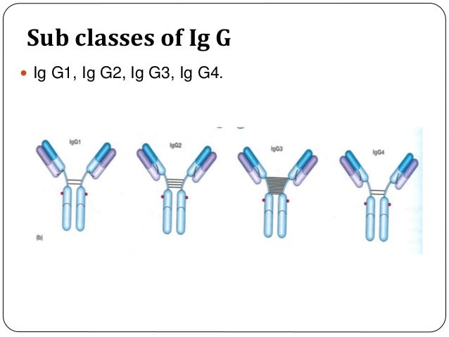 Immunoglobulins, complement and immunodefeciency disorders