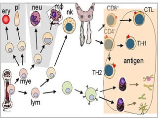 immunodeficiency1-181026134939.pdf | Thyroid Disorders | Endocrine and ...