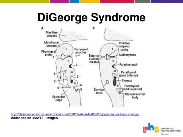 Immunodeficiency syndromes part 3