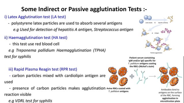 Immunodiagnostic methods for bacterial infection By Prabhat Dhakal ...