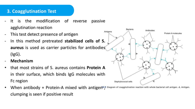 Immunodiagnostic methods for bacterial infection By Prabhat Dhakal ...