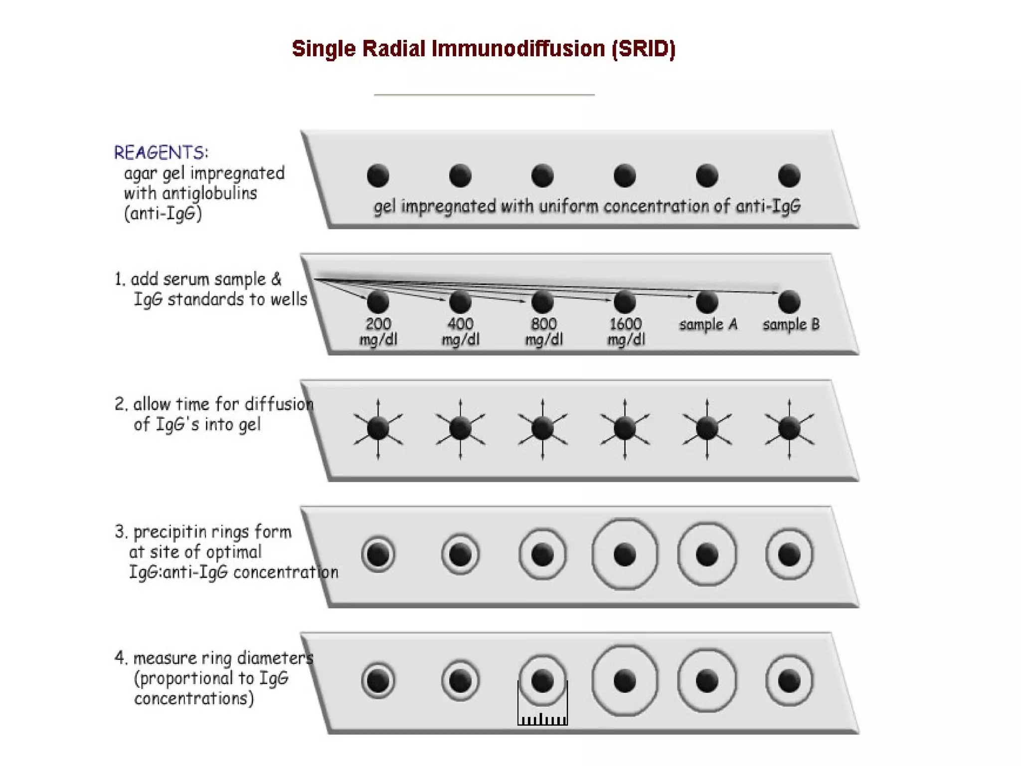 Immunodiffusion principles and application | PPT