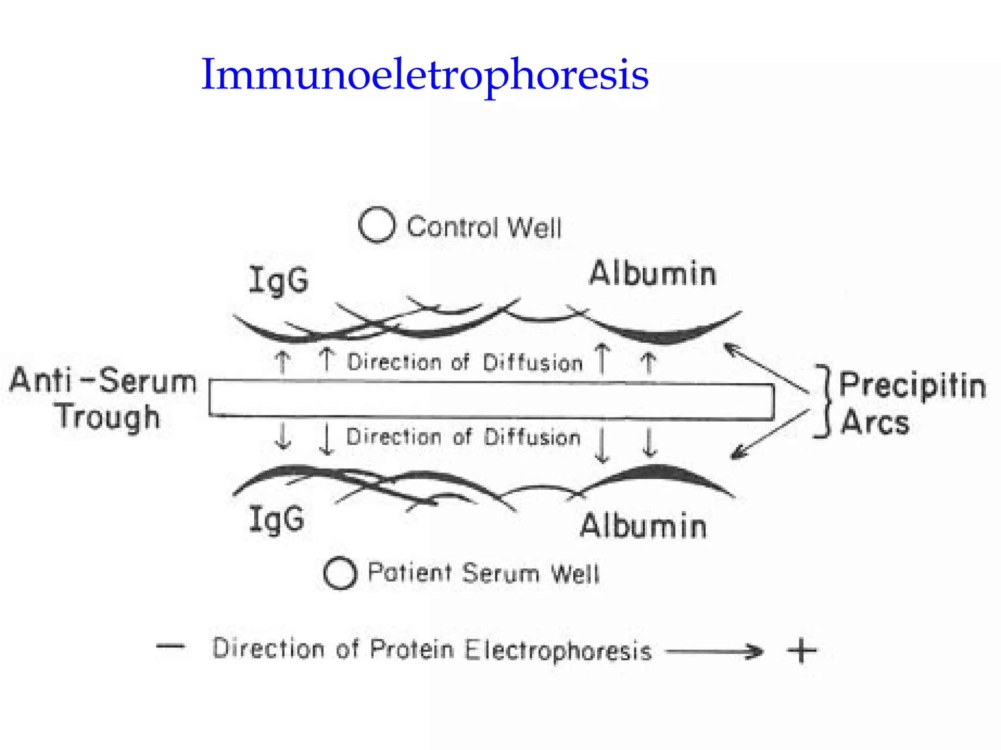 Immunodiffusion principles and application | PPT