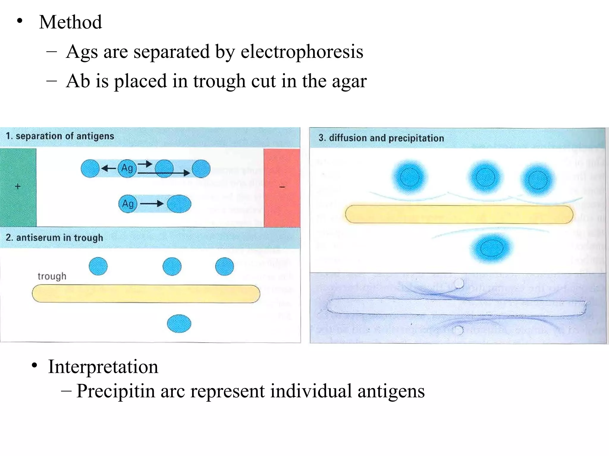 Immunodiffusion principles and application | PPT