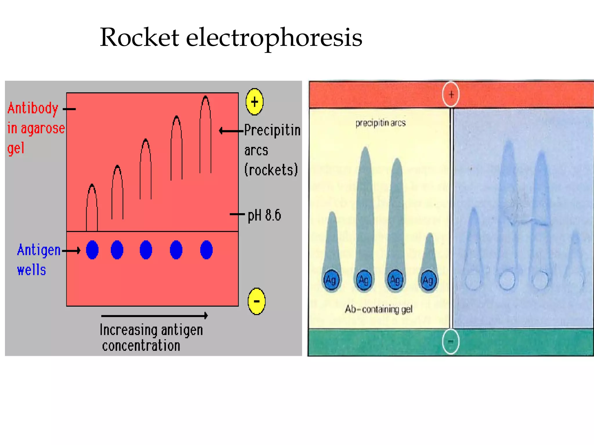Immunodiffusion principles and application | PPT