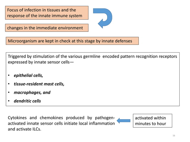 Integrated Dynamics of Innate & Adaptive Immunity | PPT