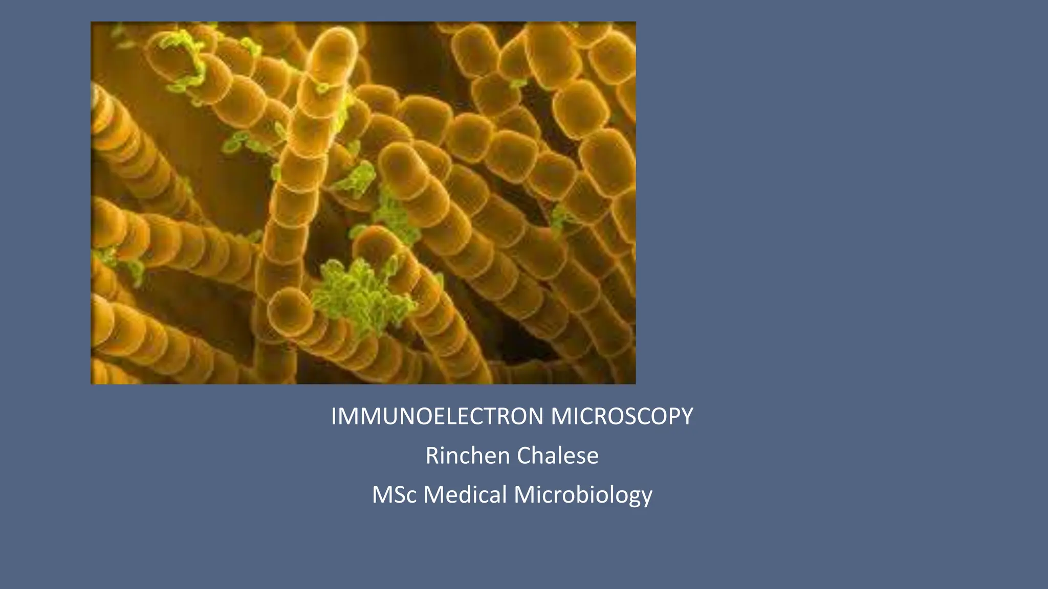 Immunoelectronmicroscopy principle and applications.pptx