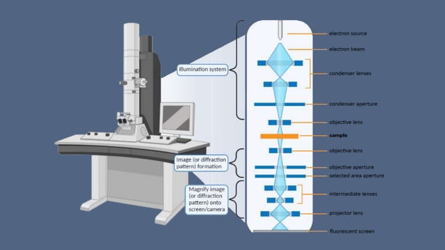 Immunoelectronmicroscopy principle and applications.pptx