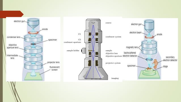 Immunoelectron microscopy | PPTX