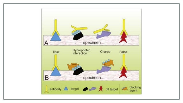 Immunoelectron microscopy