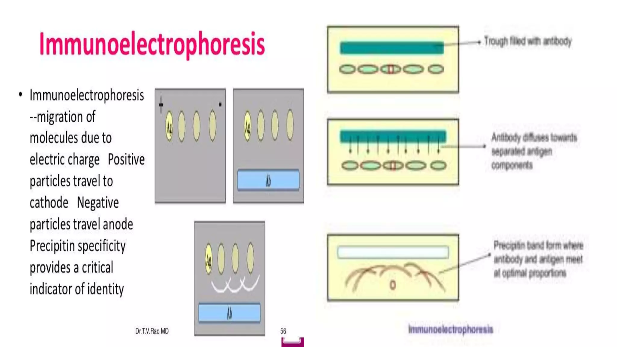 Immunoelectrophoresis | PPTX