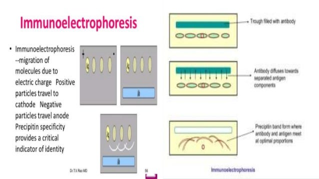 Immunoelectrophoresis