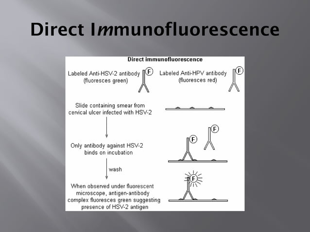 IMMUNOFLUOESCENCE TECHNIQUE AND THEIR USES.pptx
