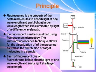 Immunofluoresce-WPS Office.pdf