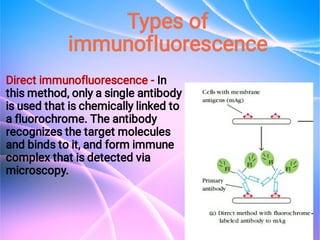 Immunofluoresce-WPS Office.pdf