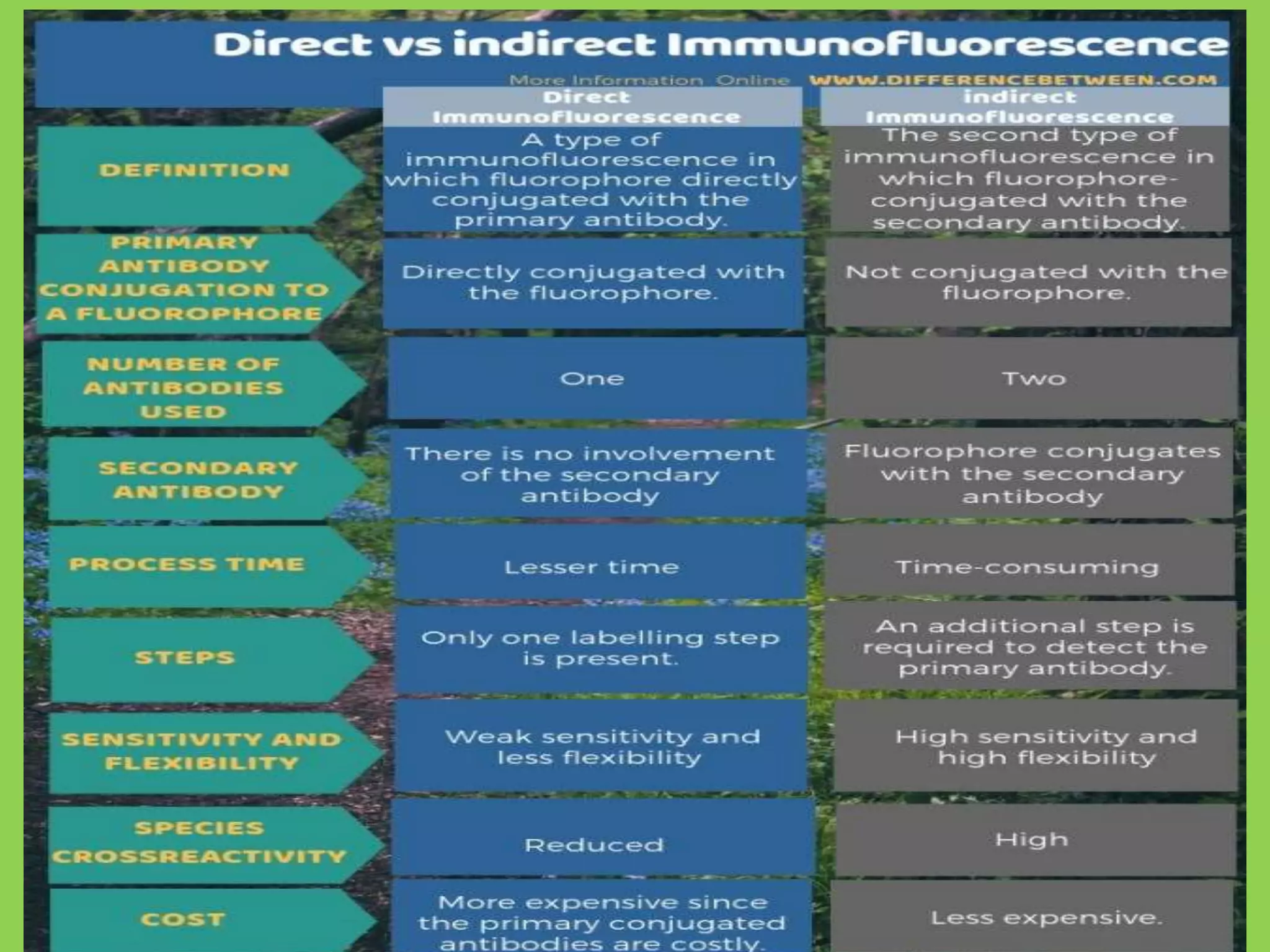 IMMUNOFLUORESCE TYPES | PPT