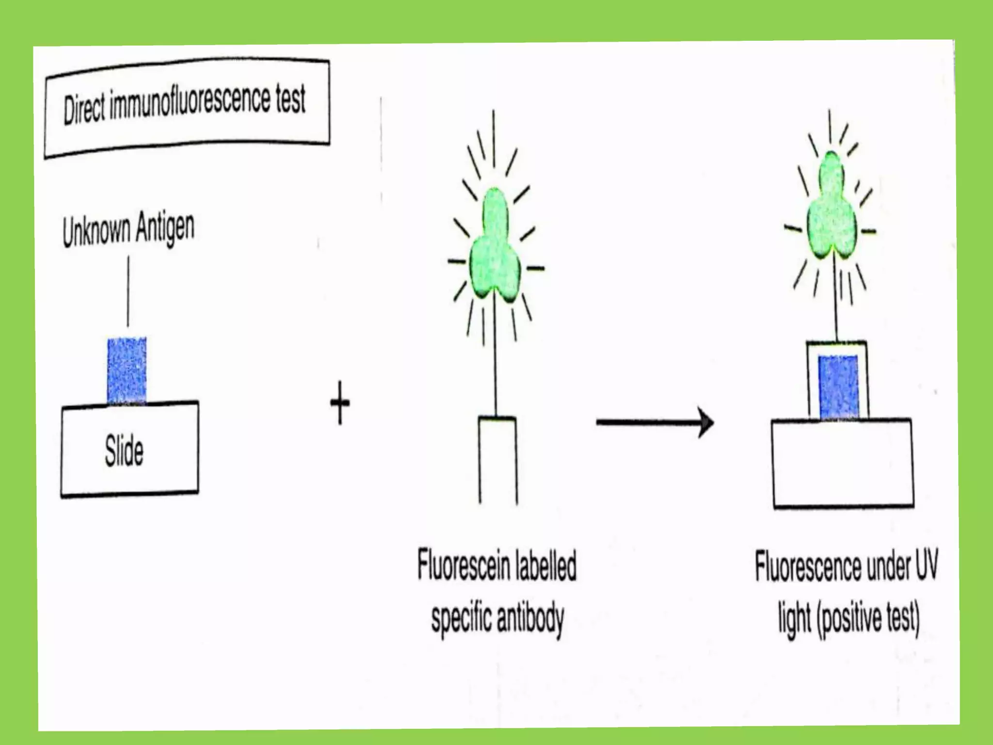 IMMUNOFLUORESCE TYPES | PPT