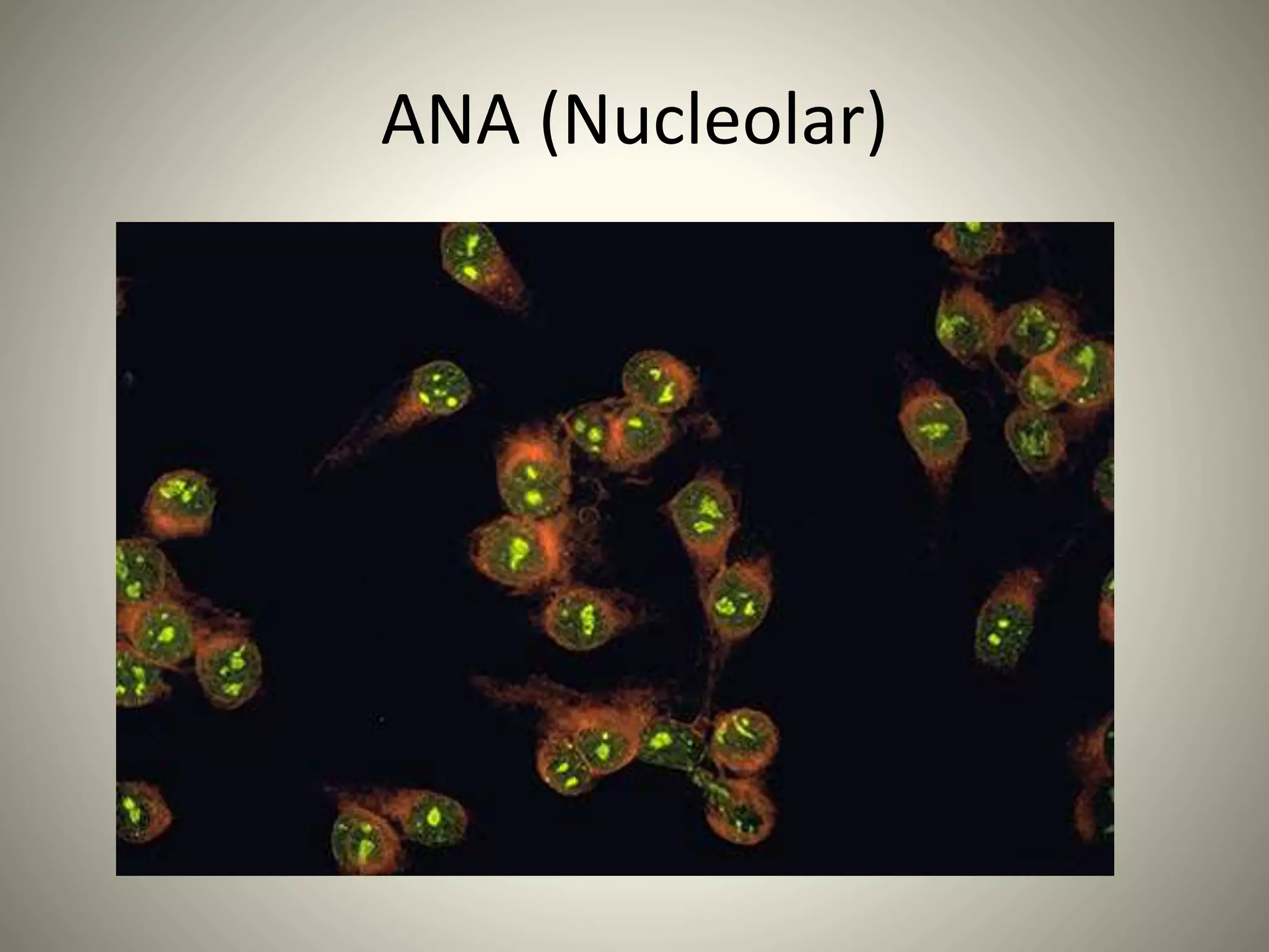 Immunofluorescence 130125142023-phpapp02 | PPTX