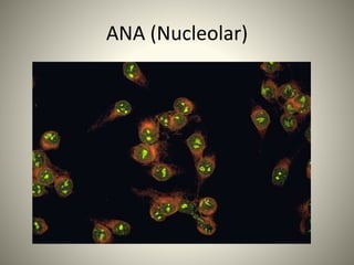 Immunofluorescence 130125142023-phpapp02 | PPTX