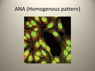 Immunofluorescence | PPTX