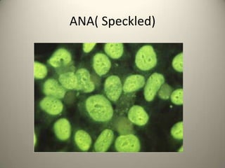 Immunofluorescence | PPTX