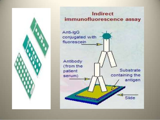Immunofluorescence