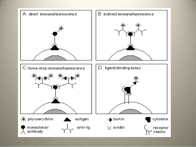 Immunofluorescence