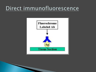 Immunofluorescence | PPTX