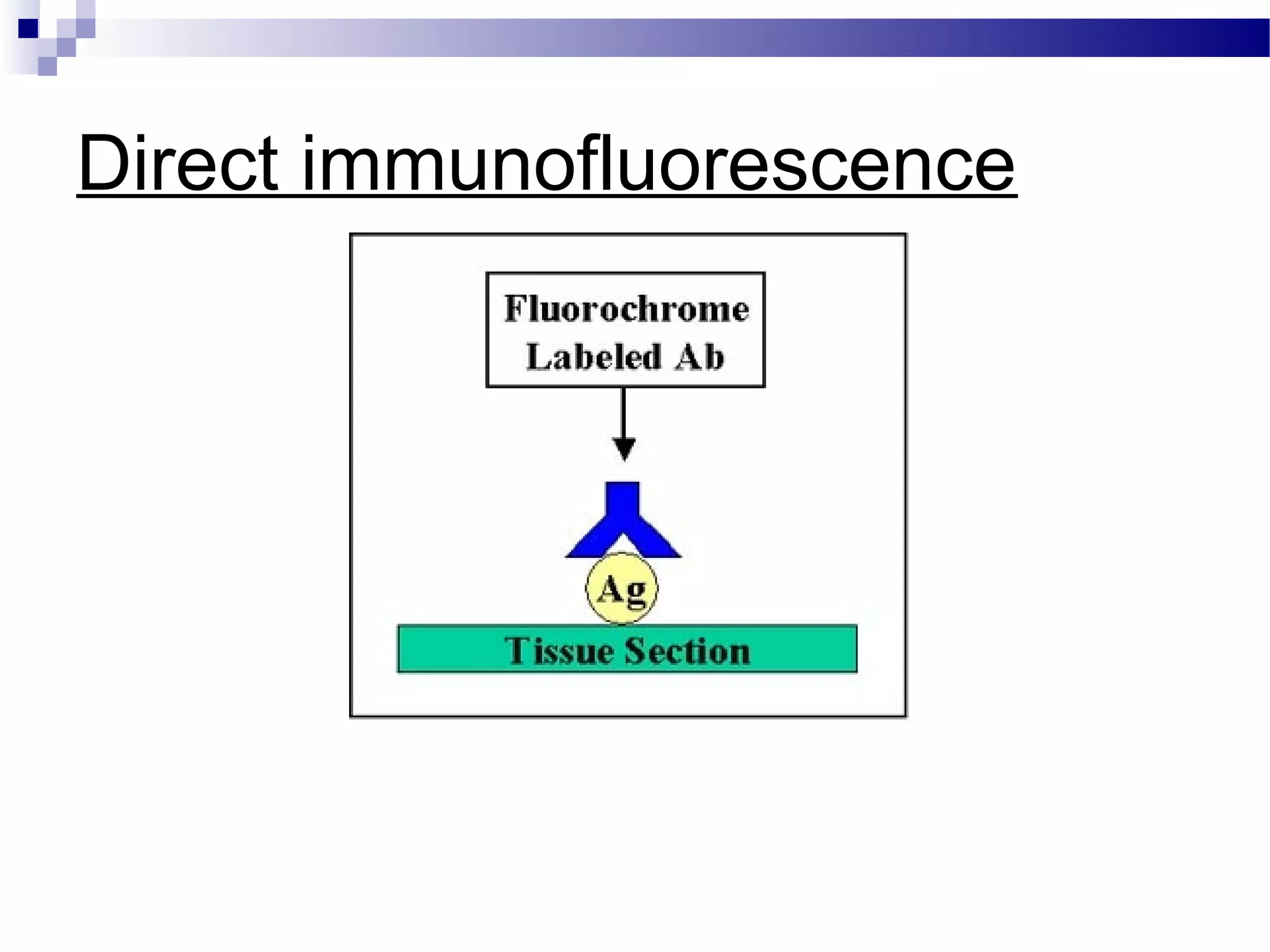 Immunofluorescence | PPT
