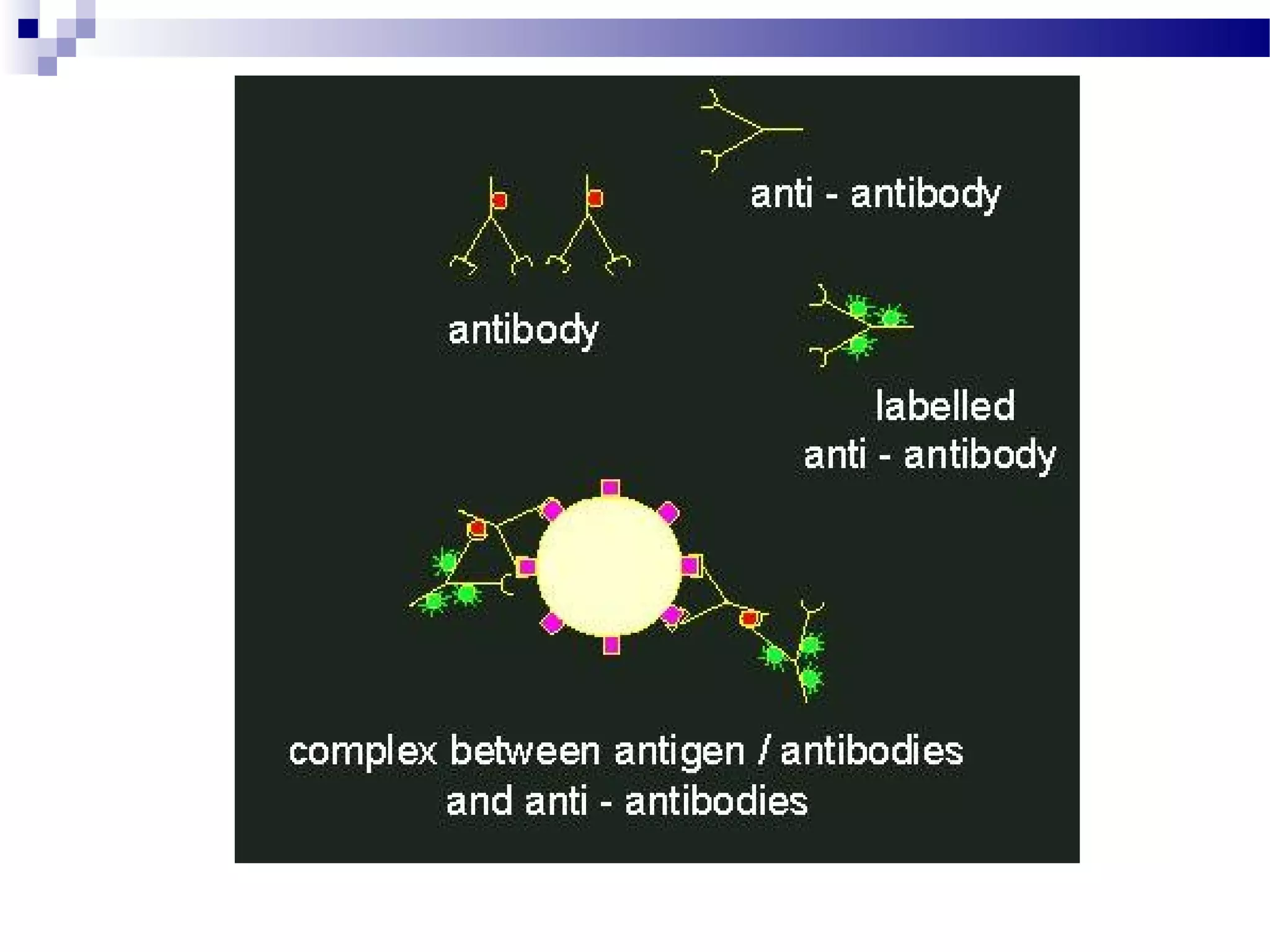 Immunofluorescence | PPT