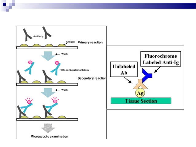 Immunofluorescence | PPT