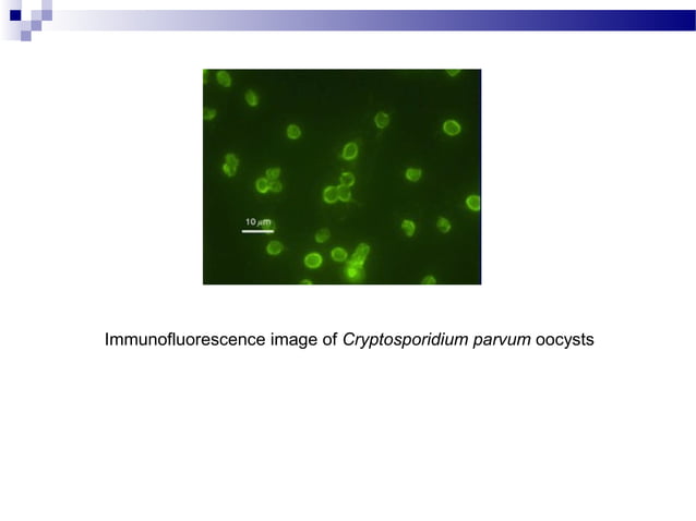 Immunofluorescence | PPT