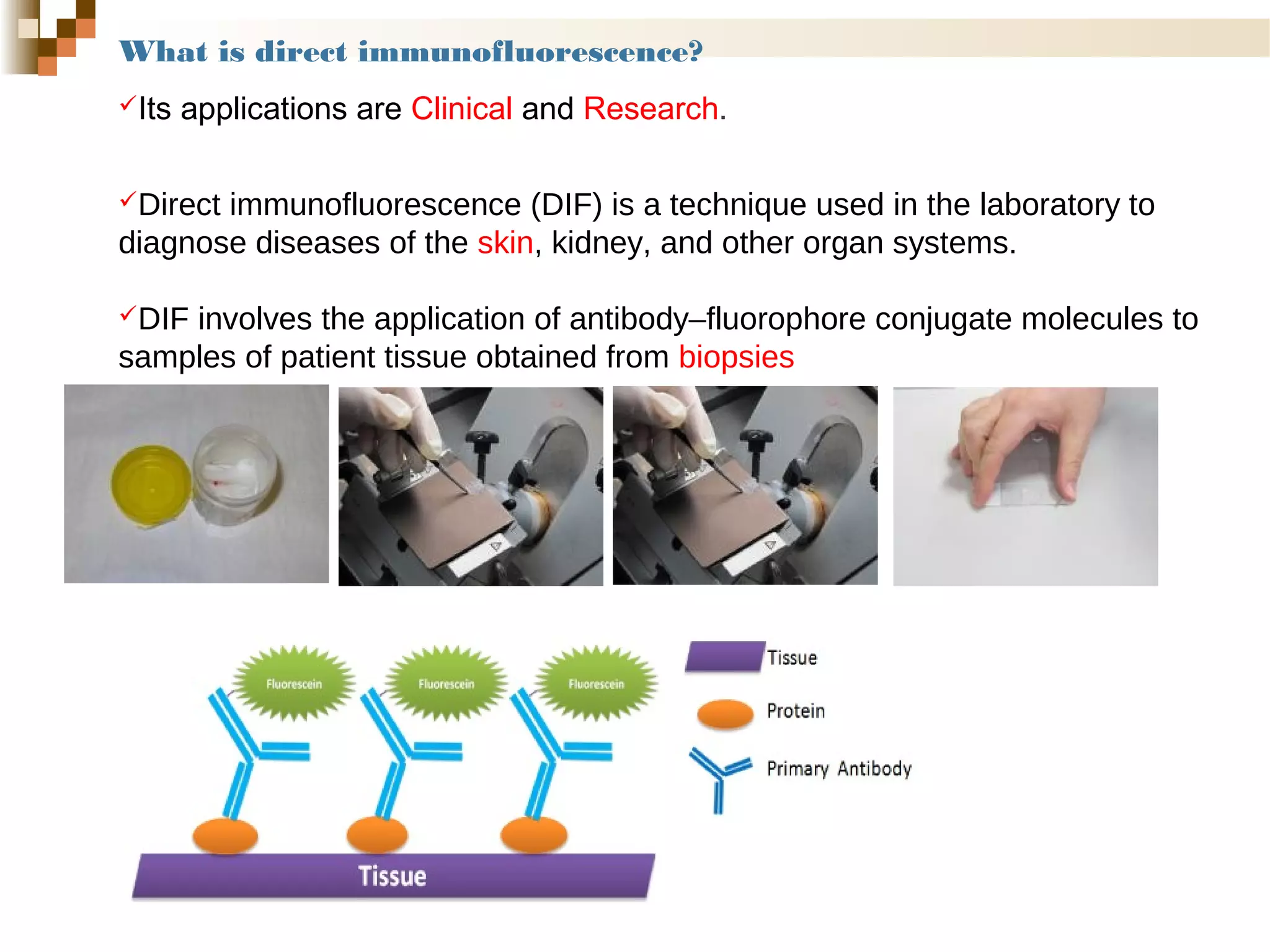 Immunofluorescence | PPT