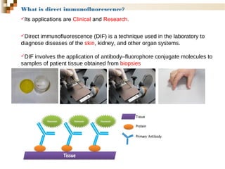 Immunofluorescence | PPT