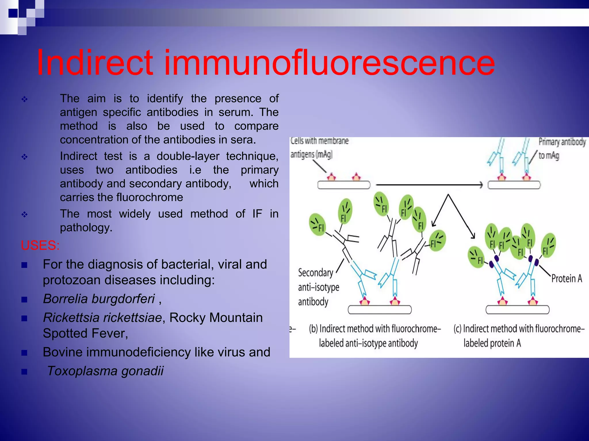 Immunofluorescence | PDF
