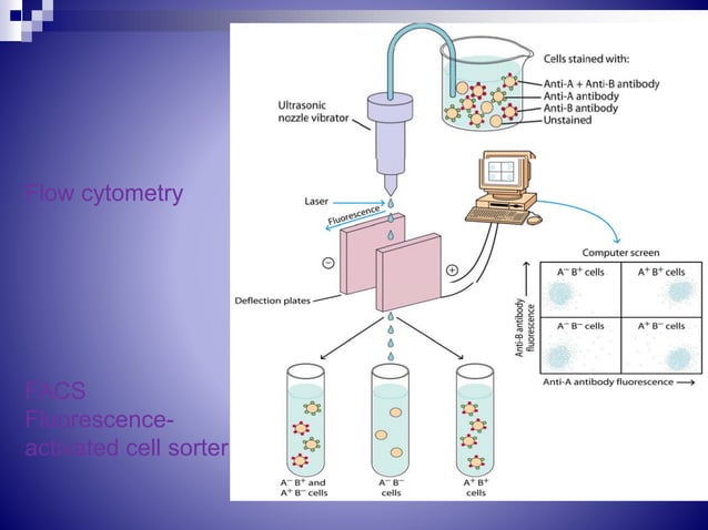 Immunofluorescence | PDF | Chemistry | Science