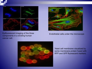 Immunofluorescence | PDF