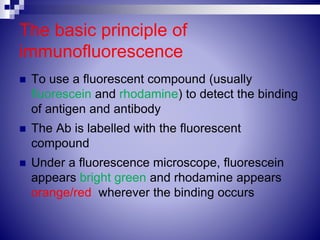 Immunofluorescence | PDF