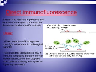 Immunofluorescence | PDF | Chemistry | Science